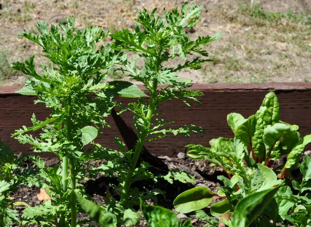 It's been 3 months since I planted my veggies... - Kimchimari