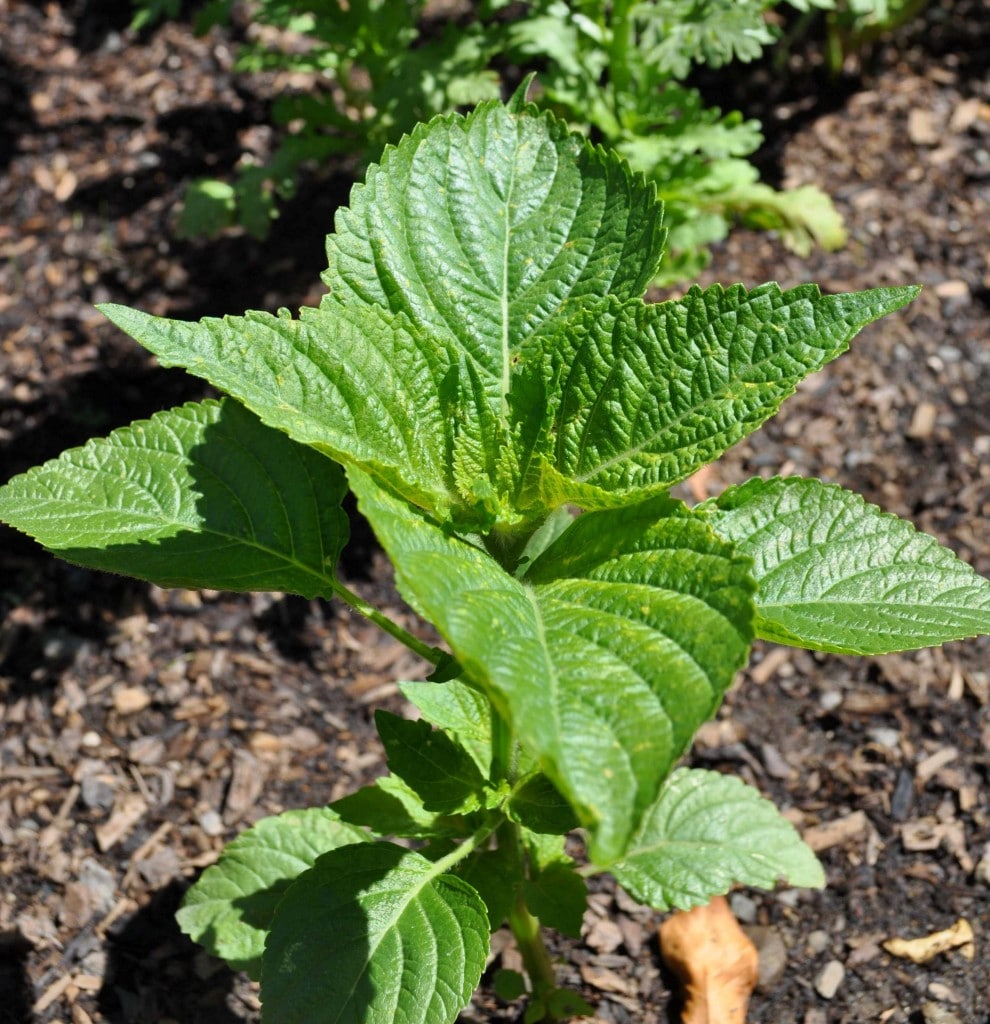 It's been 3 months since I planted my veggies... - Kimchimari
