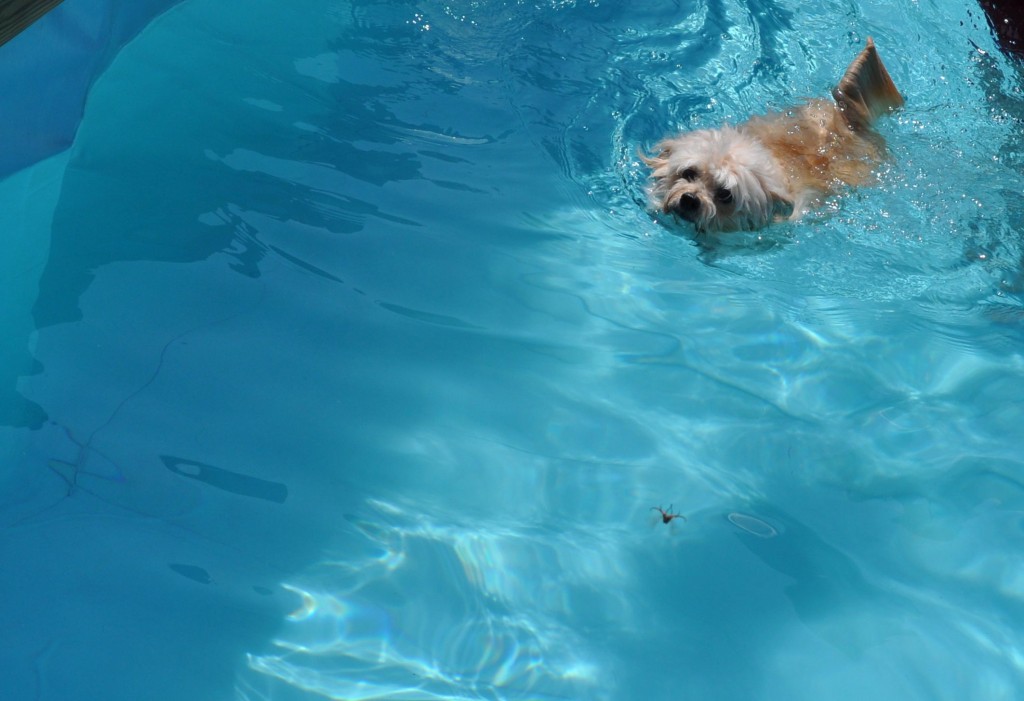 Life in Korea - It's a small world - Kimchimari