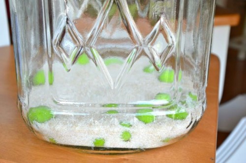 Korean Green Plum Extract or Syrup (매실청 Maesil Cheong) - Kimchimari