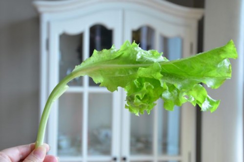 Vegetarian Lettuce Kimchi (상추김치 Sangchoo Kimchi) - Kimchimari