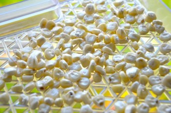 Roasted Corn and Silk Tea (옥수수차 Oksusu cha) - Kimchimari