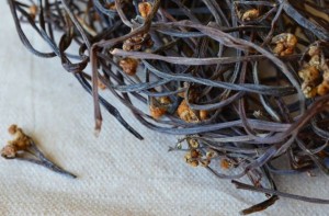 Brown Gosari - Korean Samsaek Namul - Kimchimari