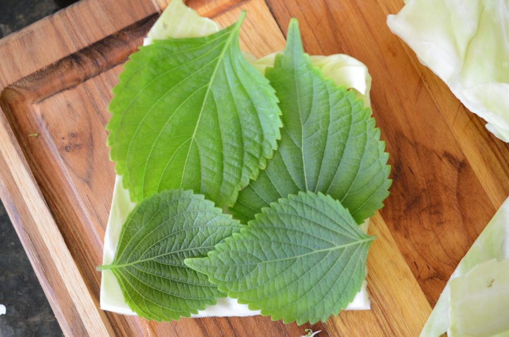 Korean Perilla Cabbage Pickle (Kkaetnip Yangbaechoo Chojeolim) - Kimchimari