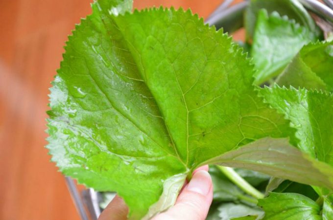 How to Enjoy Ssam (Korean Lettuce Wraps) with Different Greens - Kimchimari