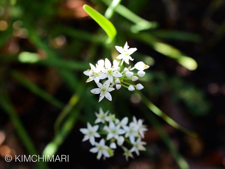 Korean Chive Pancake (Buchujeon) with Chive Flowers! - Kimchimari