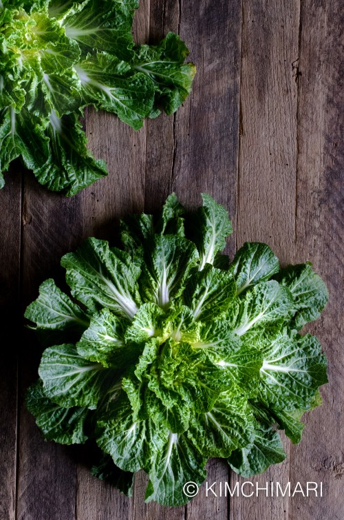 Fresh Kimchi Salad with Spring Cabbage (Bomdong Geotjeori) - Kimchimari