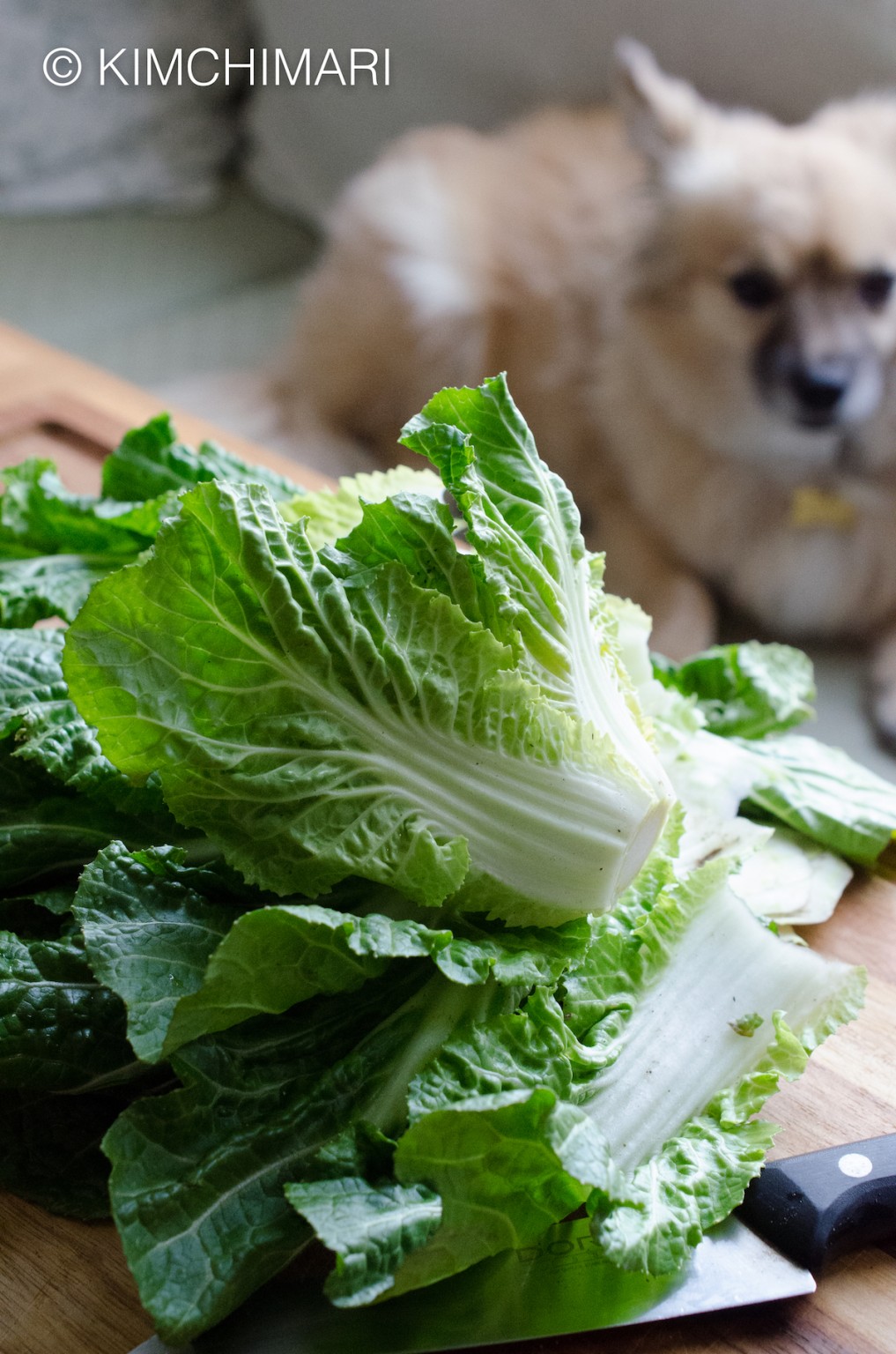 Fresh Kimchi Salad with Spring Cabbage (Bomdong Geotjeori) - Kimchimari