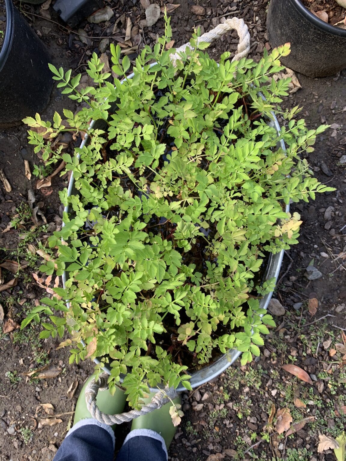 Minari - How to eat, cook and grow - Kimchimari