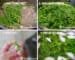 Korean Chrysanthemum Greens Recipe (Ssukat Namul) - Kimchimari