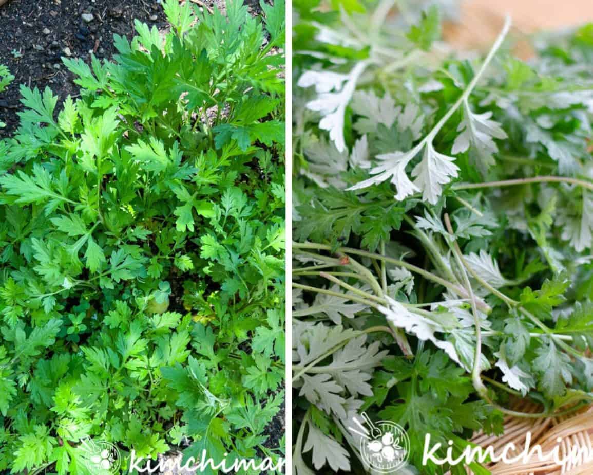 Ssuk Beomul (Korean Mugwort Rice Cake) - Kimchimari