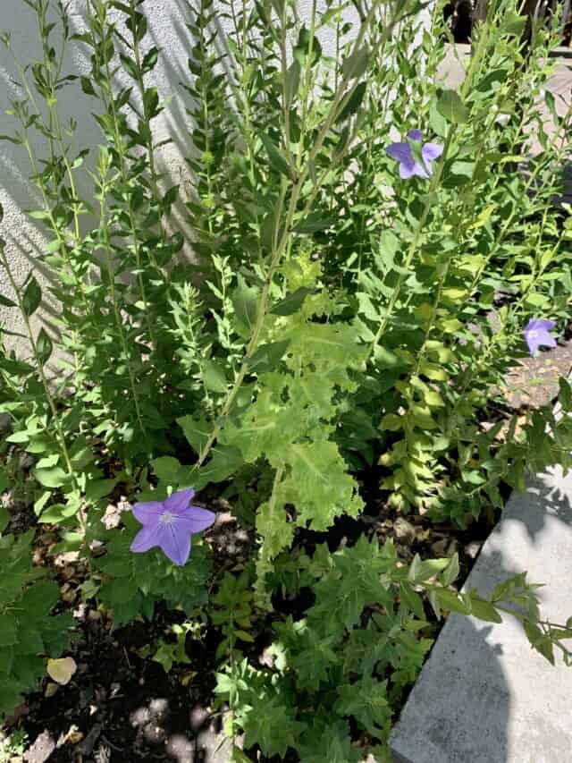 Doraji Namul (Sauteed Bellflower Roots) - Kimchimari