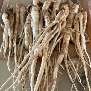 Balloon Flower Roots - Korean Ingredient - Kimchimari