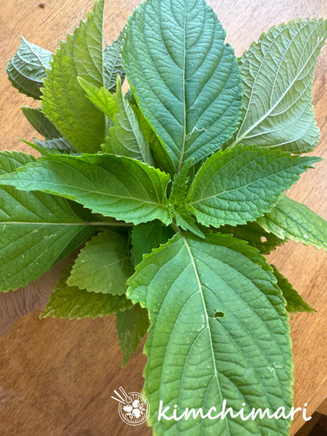 Perilla Leaf Kimchi (Kkaennip Kimchi) - Kimchimari